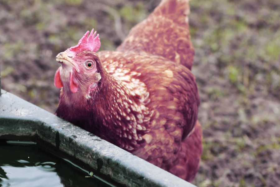 Tiger Finch | Hilary