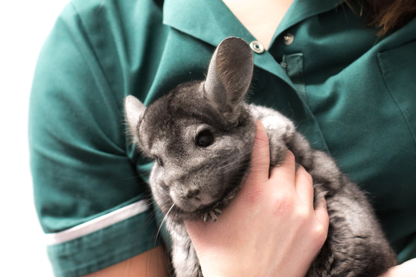 Tiger Finch | Castle Vets Chinchila